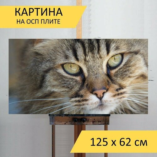 Картина на ОСП 125х62 см. "Кошка, портрет, котенок" горизонтальная, для интерьера, с креплениями