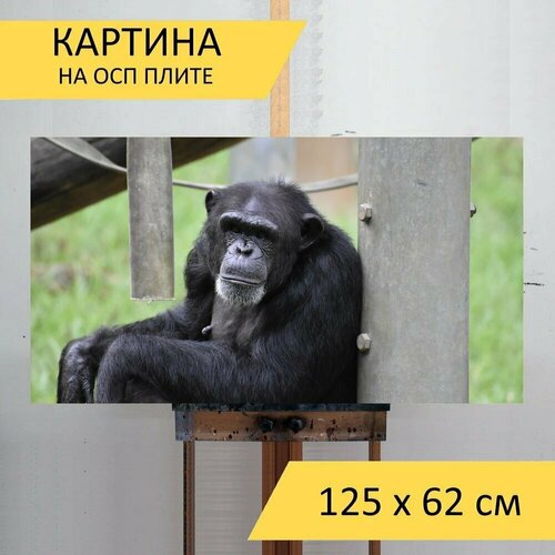 Картина на ОСП 125х62 см. "Зоопарк, животное, шимпанзе" горизонтальная, для интерьера, с креплениями
