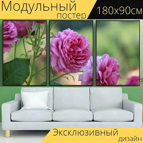 Модульный постер "Природные, цветы, роуз" 180 x 90 см. для интерьера