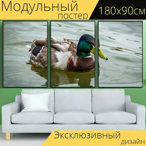Модульный постер "Утка, озеро, птица" 180 x 90 см. для интерьера