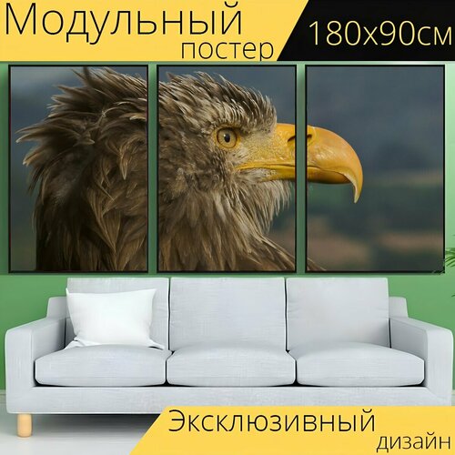 Модульный постер "Орел, гигантский крик орла, хищные птицы" 180 x 90 см. для интерьера