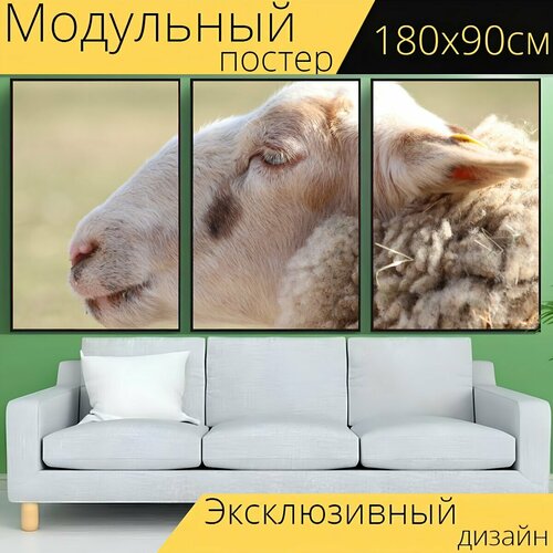 Модульный постер "Овец, домашнее животное, сельскохозяйственное животное" 180 x 90 см. для интерьера