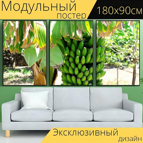 Модульный постер "Банан, фрукты, бананы" 180 x 90 см. для интерьера