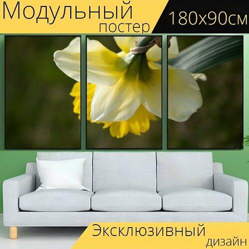 Модульный постер "Нарцисс, желтый, цвести" 180 x 90 см. для интерьера