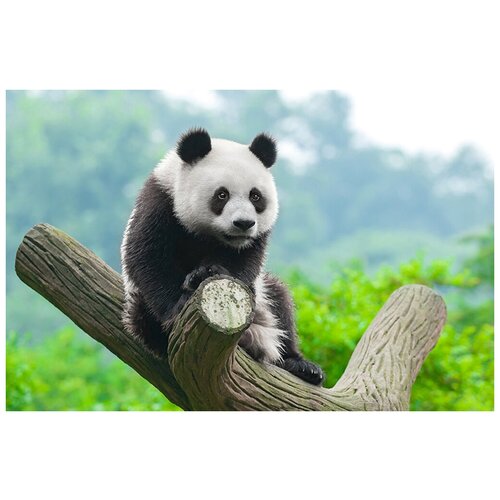 Постер на холсте с подрамником ХитАрт "Панда на дереве" 40x26 см