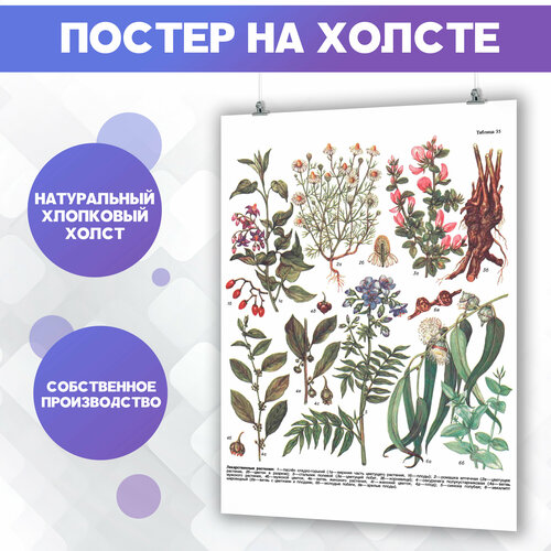 Постер виды растений (14) 40х60 см