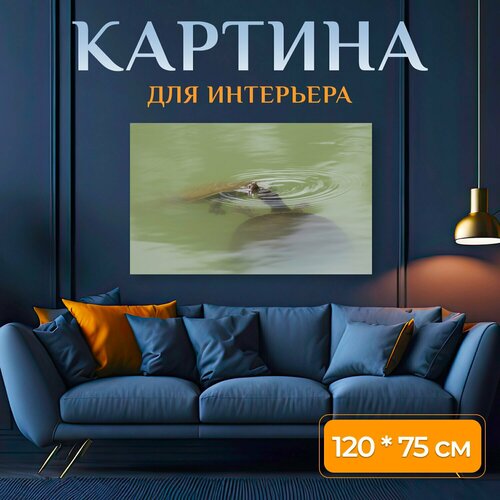 Картина на холсте "Длинношеие черепахи, ухаживание, плавание" на подрамнике 120х75 см. для интерьера