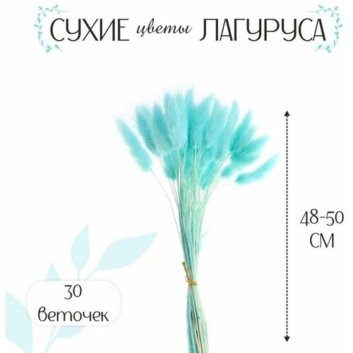 Сухие цветы лагуруса, набор 30 шт, цвет голубой