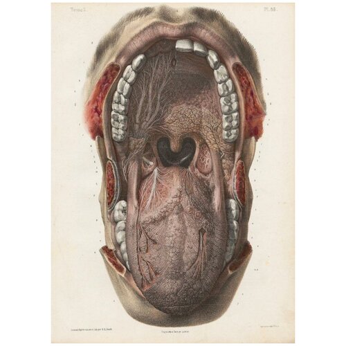 Постер / Плакат / Картина Анатомия - Строение желез и сосочков в полости рта человека 40х50 см в подарочном тубусе