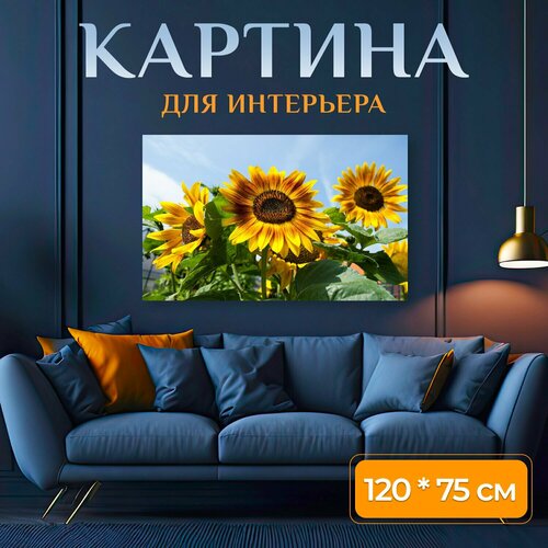Картина на холсте "Подсолнечник, переход на летнее время, цветы" на подрамнике 120х75 см. для интерьера