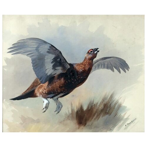 Постер на холсте Фазан (Pheasant) №3 48см. x 40см.