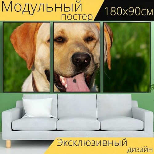 Модульный постер "Собака, смешанные породы собак, лабрадор" 180 x 90 см. для интерьера