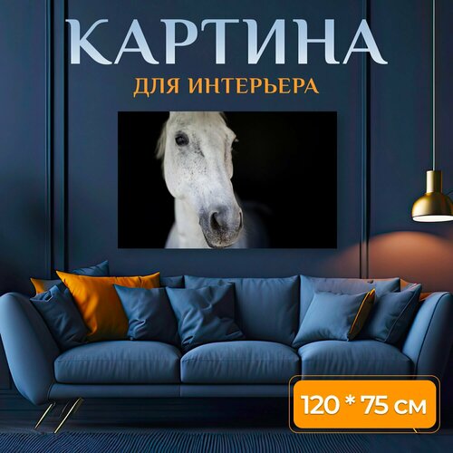 Картина на холсте "Лошадь, голова, животное" на подрамнике 120х75 см. для интерьера