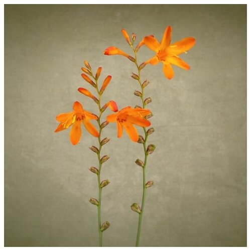 Постер на холсте Оранжевые цветы (Orange flowers) №2 60см. x 60см.