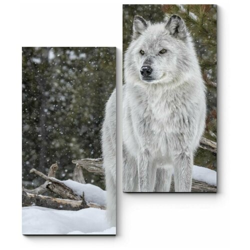 Модульная картина Серый волк 40x50