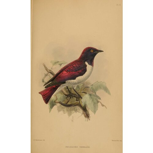 Аметистовый короткохвостый скворец, птицы постер 20 на 30 см, шнур-подвес в подарок