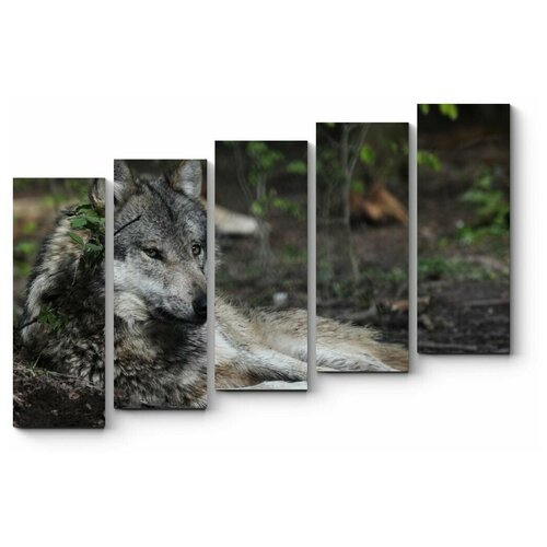 Модульная картина Волк отдыхает в лесу 180x126