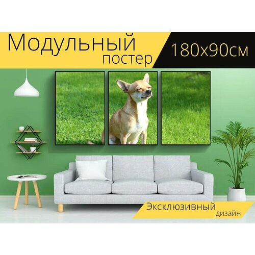 Модульный постер "Чихуахуа, соболь, собака" 180 x 90 см. для интерьера