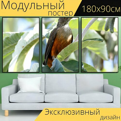 Модульный постер "Апельсиновый дрозд, птица, тропическая птица" 180 x 90 см. для интерьера