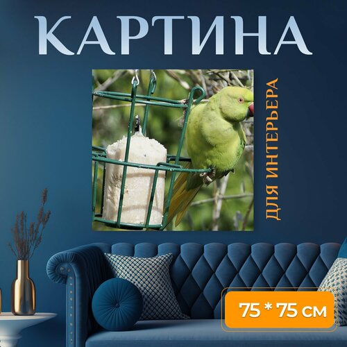Картина на холсте "Попугай, птица, кормушка" на подрамнике 75х75 см. для интерьера