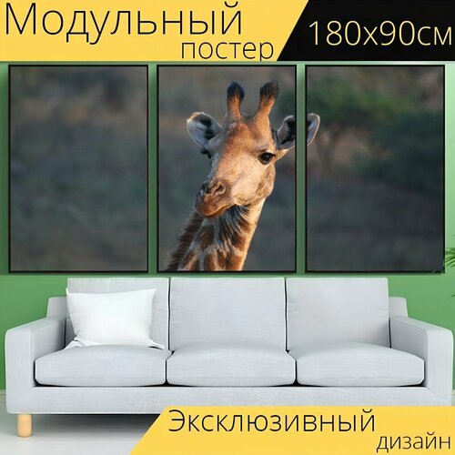 Модульный постер "Африка, сафари, жирафа" 180 x 90 см. для интерьера