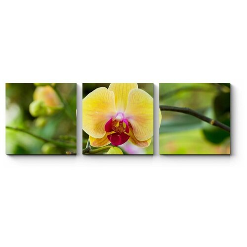Модульная картина Тропическая орхидея, цветущая в летнем саду 60x20