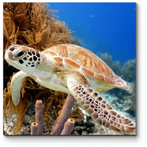 Модульная картина Черепаха, плывущая в коралловом рифе 70x70