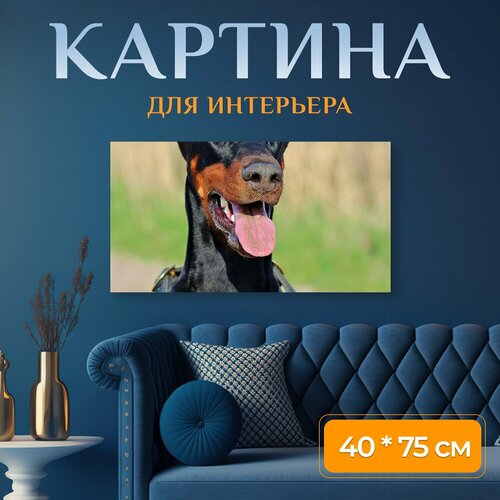 Картина на холсте "Доберман, собака, язык" на подрамнике 75х40 см. для интерьера