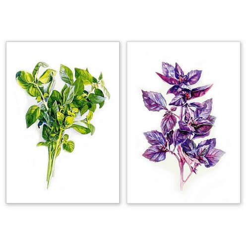 Комплект-набор из 2-х интерьерных ботанических постеров "Очарование Базилика" 30х41 см. Серия "Ароматные травы"