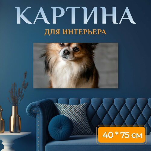 Картина на холсте "Чиуауа, собака, милый" на подрамнике 75х40 см. для интерьера