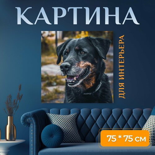 Картина на холсте "Собака, портрет, зубы" на подрамнике 75х75 см. для интерьера