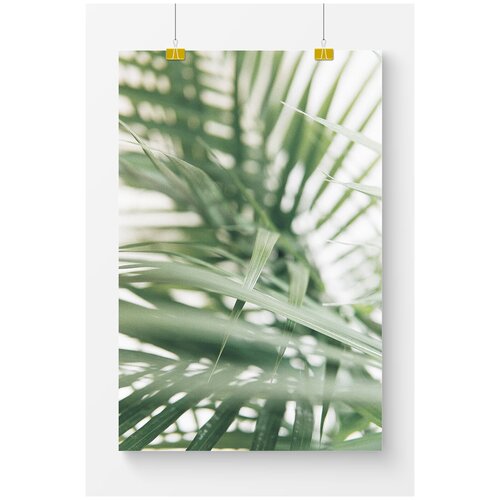 Постер для интерьера Postermarkt Ветки пальмы, 70х100 см, в тубусе