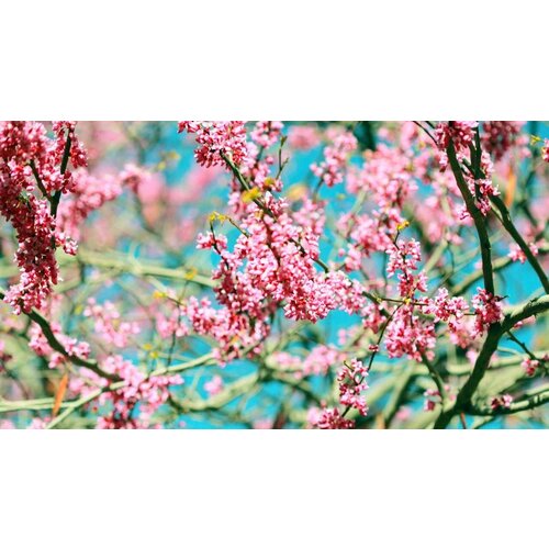 Картина на холсте 60x110 LinxOne "Цветы, розовый, ветки, дерево, цветение, весна" интерьерная для дома / на стену / на кухню / с подрамником