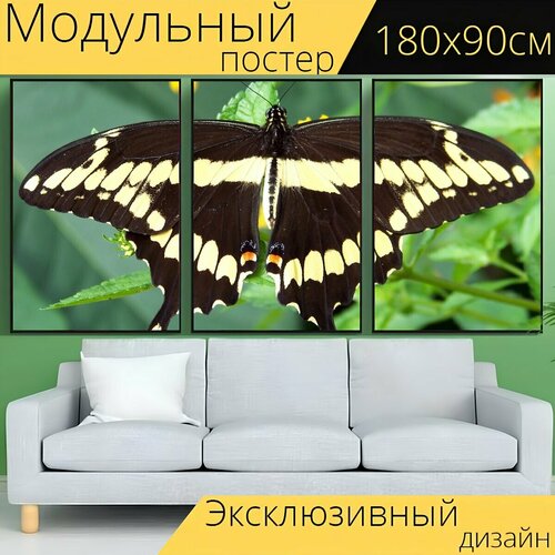 Модульный постер "Бабочка, насекомое, монарх" 180 x 90 см. для интерьера