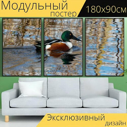 Модульный постер "Широконоска утка, утка, вода" 180 x 90 см. для интерьера