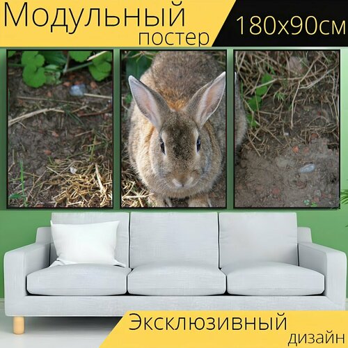 Модульный постер "Кролик, животное, милый" 180 x 90 см. для интерьера