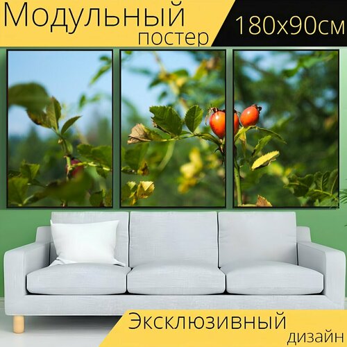 Модульный постер "Шиповника, фрукты, листья" 180 x 90 см. для интерьера