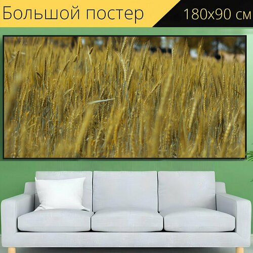 Большой постер "Посевы, поле, пшеница" 180 x 90 см. для интерьера