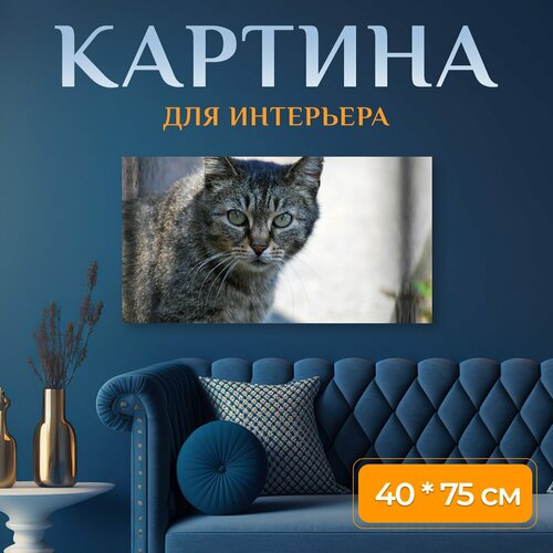 Картина на холсте "Кот, животное, домашнее животное" на подрамнике 75х40 см. для интерьера