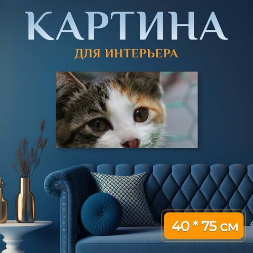Картина на холсте "Кошка, бездомная кошка, кот" на подрамнике 75х40 см. для интерьера