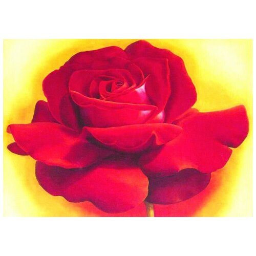 Постер на холсте Роза (Rose) №13 56см. x 40см.