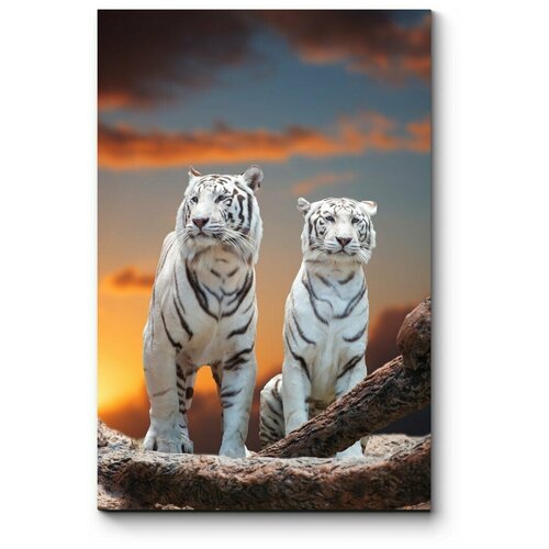 Модульная картина Два белых тигра на закате 50x75