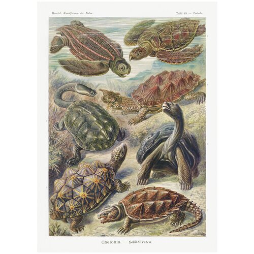 Постер / Плакат / Картина Морские черепахи 90х120 см в подарочном тубусе