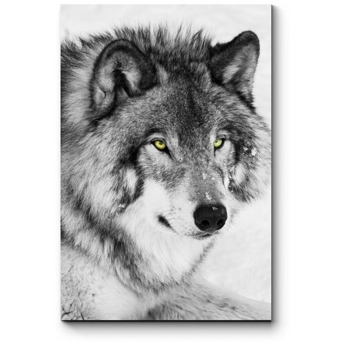 Модульная картина Черно-белый портрет волка 30x45