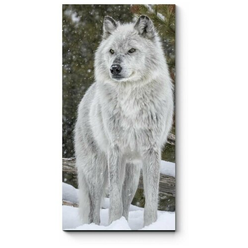 Модульная картина Серый волк 20x40