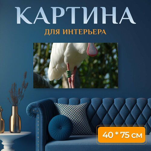 Картина на холсте "Цапля, евразийская колпица, птица" на подрамнике 75х40 см. для интерьера