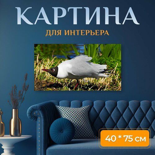 Картина на холсте "Птица, чайка, средиземноморская чайка" на подрамнике 75х40 см. для интерьера