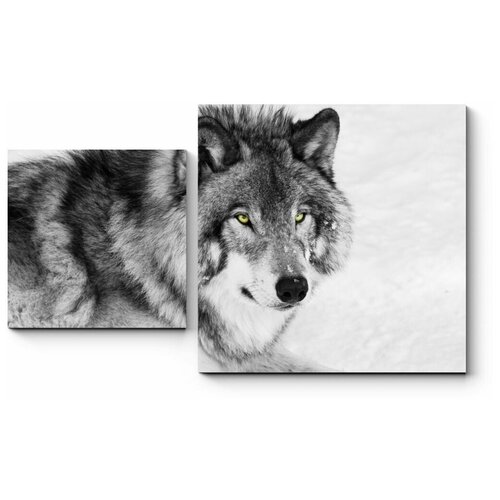 Модульная картина Черно-белый портрет волка 60x36