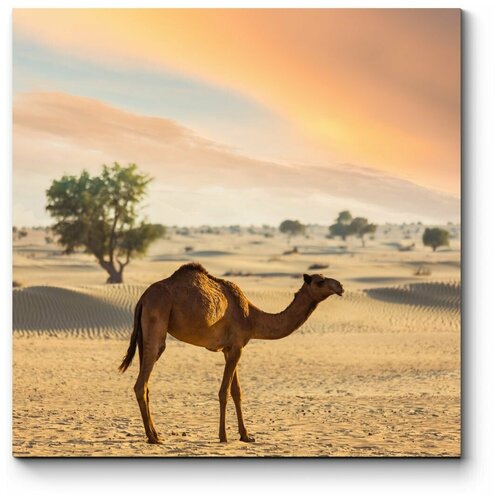 Модульная картина Верблюд, очарованный песками 40x40