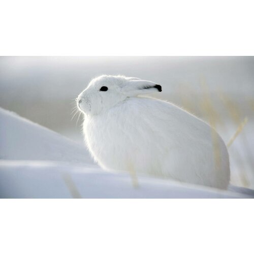 Картина на холсте 60x110 LinxOne "Снег заяц зима белый беляк" интерьерная для дома / на стену / на кухню / с подрамником